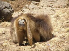 Why Are Monkey Butts So Colorful?