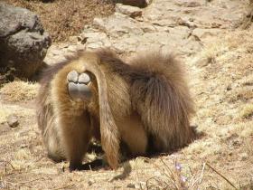 Why Are Monkey Butts So Colorful?