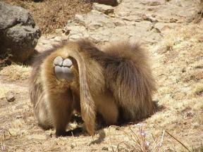 Why Are Monkey Butts So Colorful?