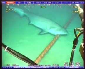 Google Protects Its Undersea Fiber Optic Cables... From Sharks