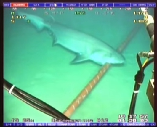 Google Protects Its Undersea Fiber Optic Cables... From Sharks