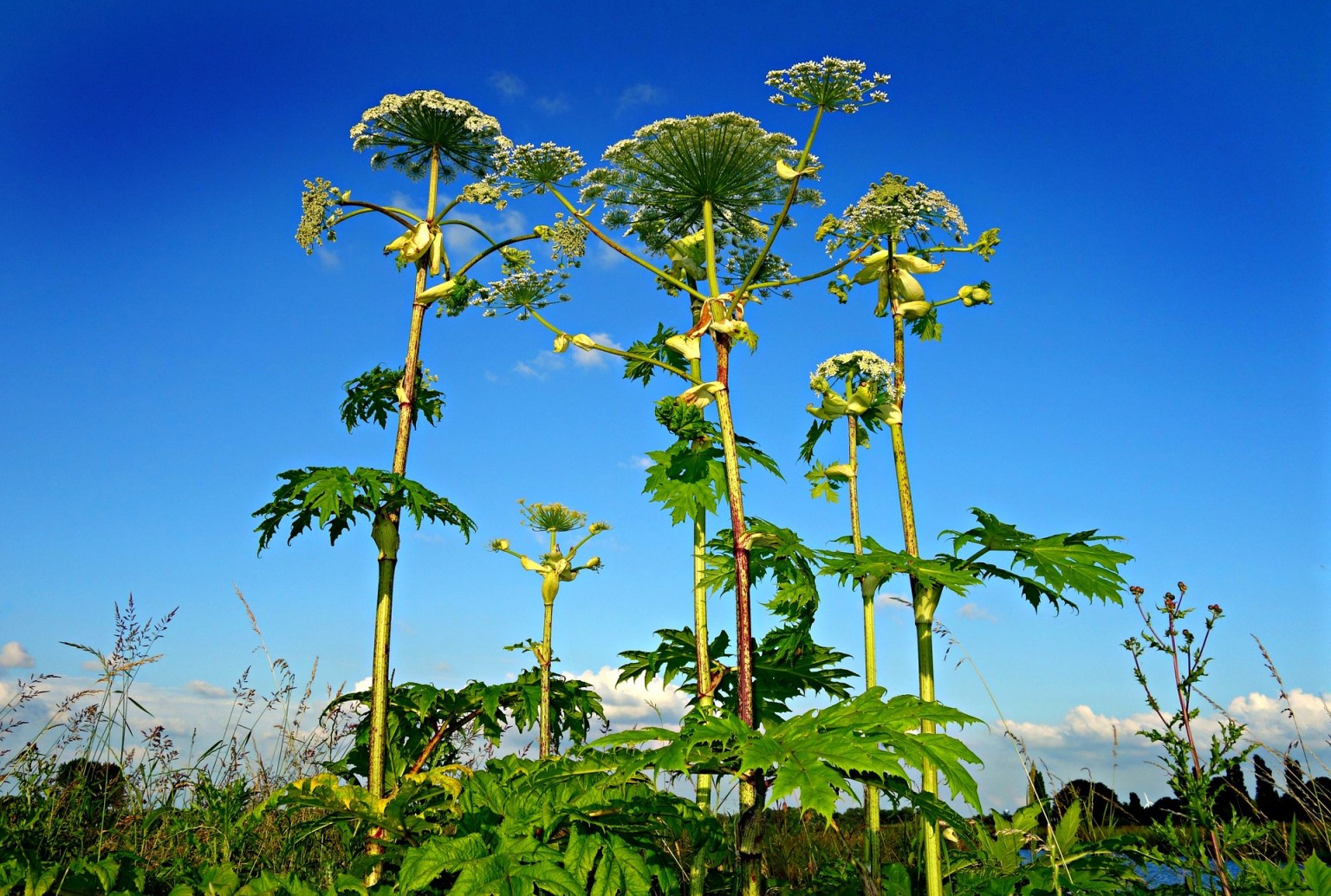This giant demon plant gives you burns if you touch it, and it's spreading