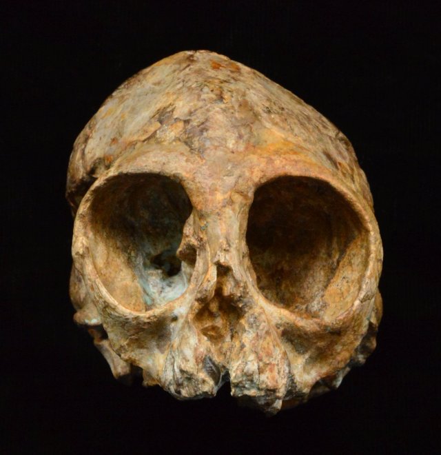 A 13 million year old skull could show us what our ancestors looked like