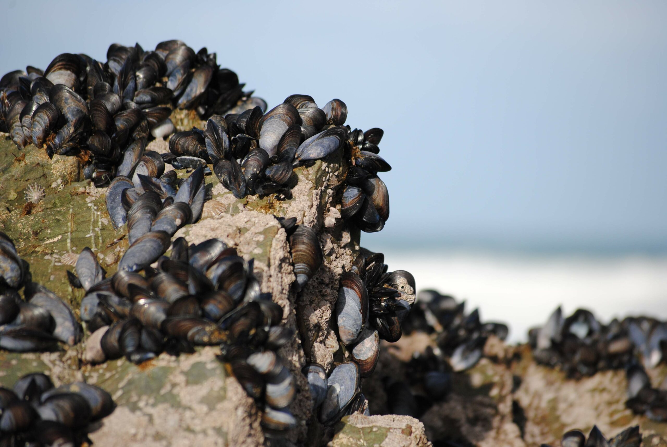 Mussels Inspire A Glue That Works Underwater