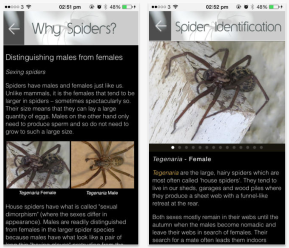 This App Helps You Identify Which Spider You Found In Your Bed