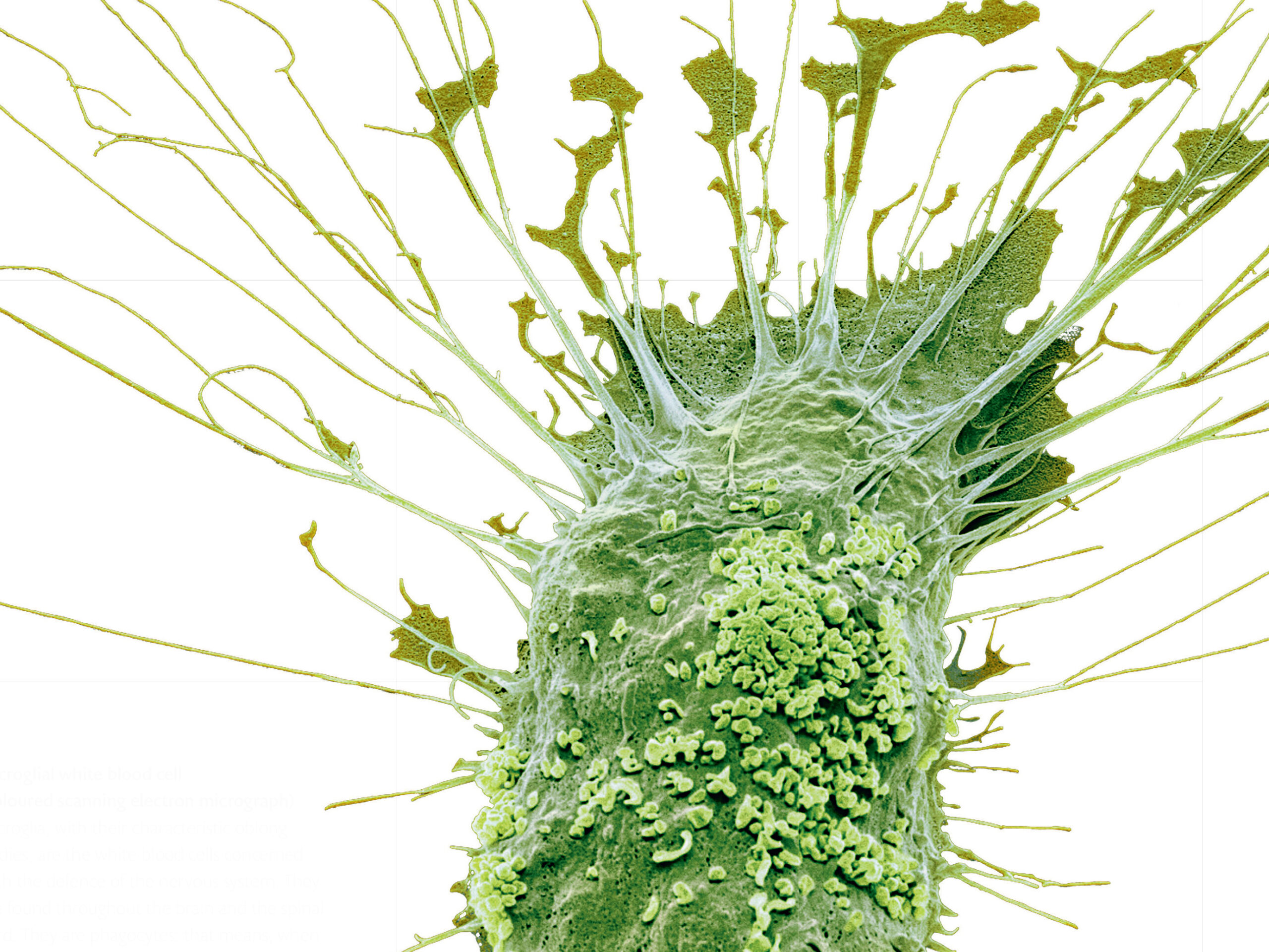 Science Is Beautiful: The Human Body Under The Microscope