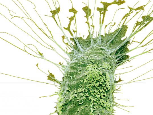 Science Is Beautiful: The Human Body Under The Microscope