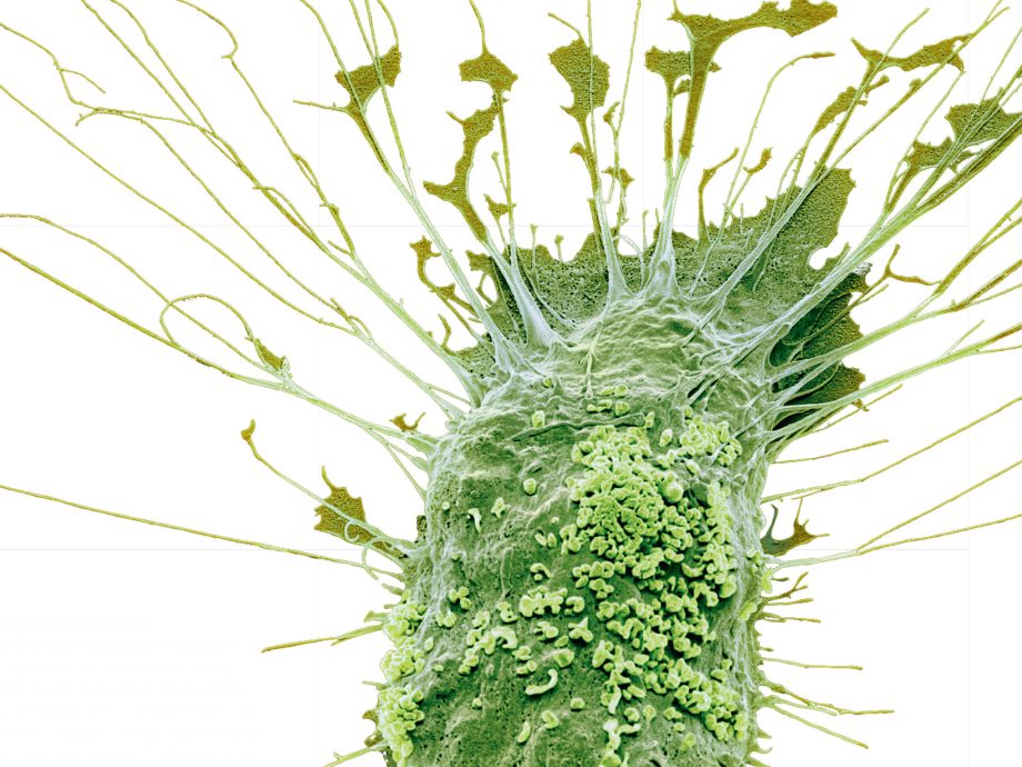 Science Is Beautiful: The Human Body Under The Microscope