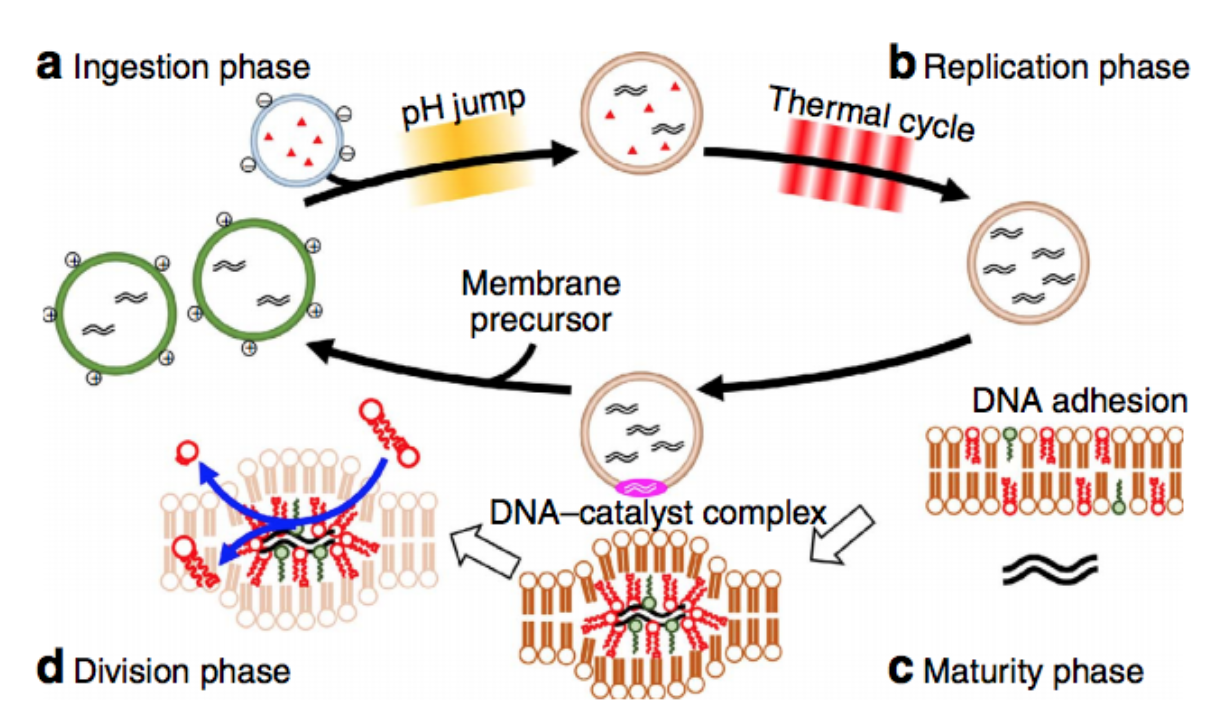 Researchers Make Artificial Cells That Can Replicate Themselves