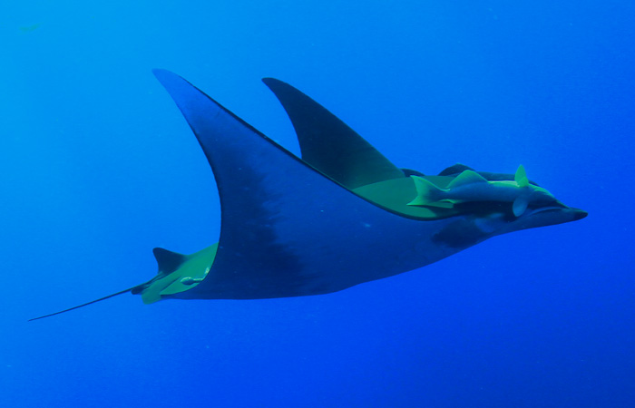 Why Does The Sea Smell Like The Sea?