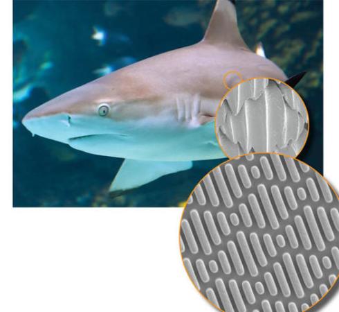 Six Ways Bio-Inspired Design is Reshaping the Future