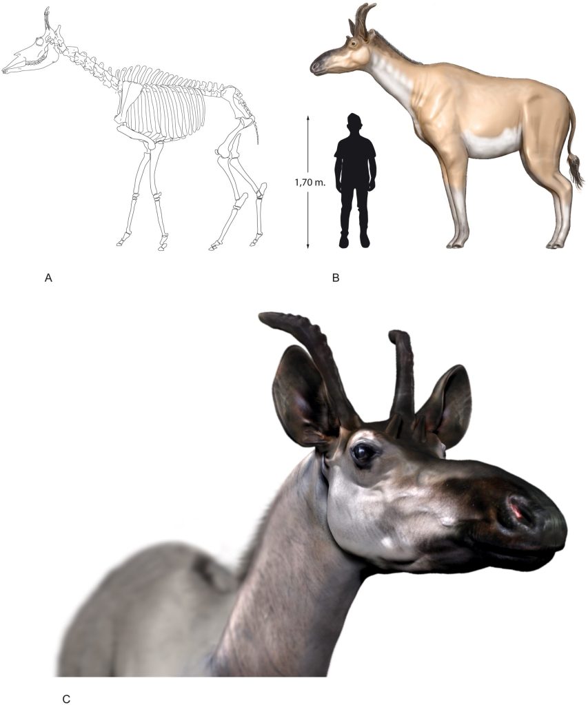 We just found the king of all extinct giraffe cousins, and it’s very ...