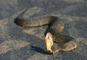 10 Crazy Uses For Animal Venom