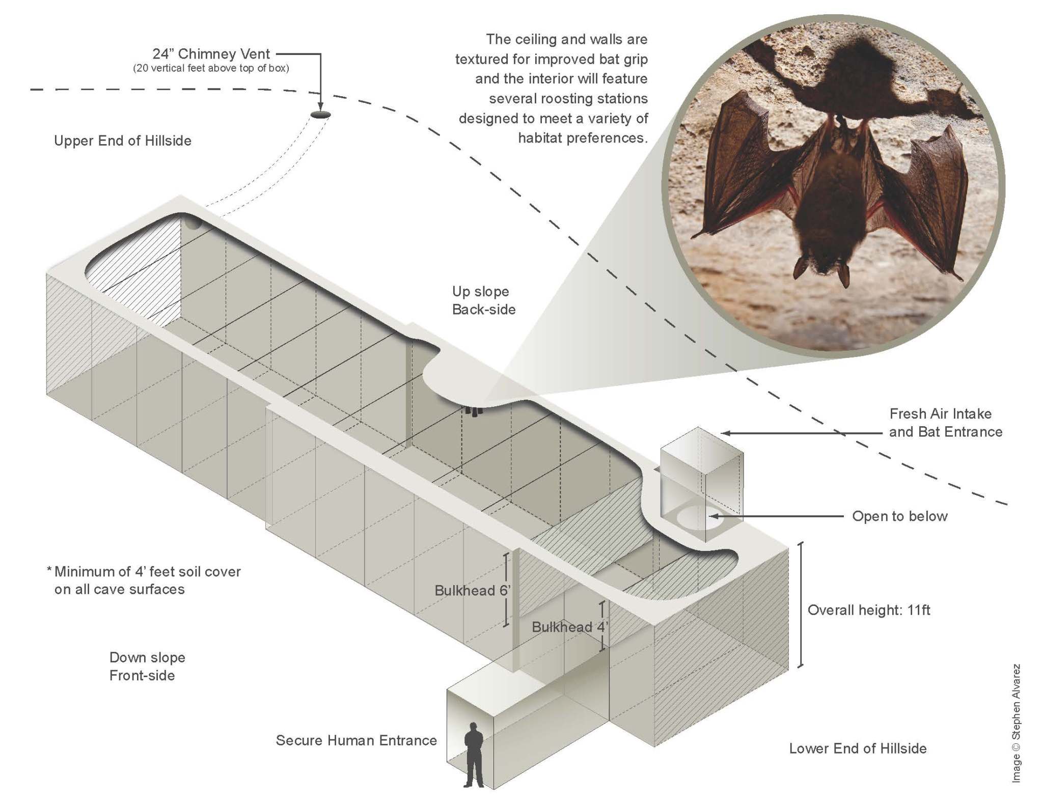Inside the World's First Manmade Batcave Built For Wild Bats