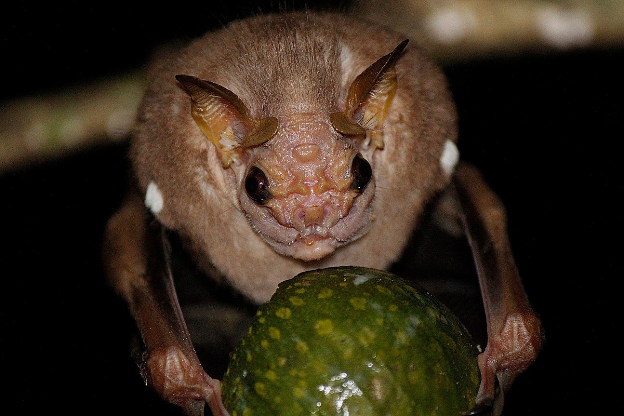 Like Darwin’s Finches, But Weirder, Bat Faces Showcase Amazing Adaptations