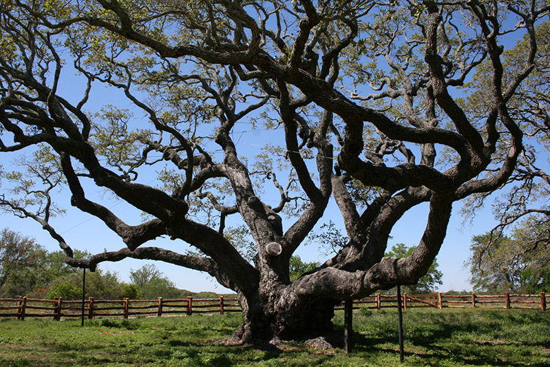 This 1,000-year-old oak tree survived Hurricane Harvey