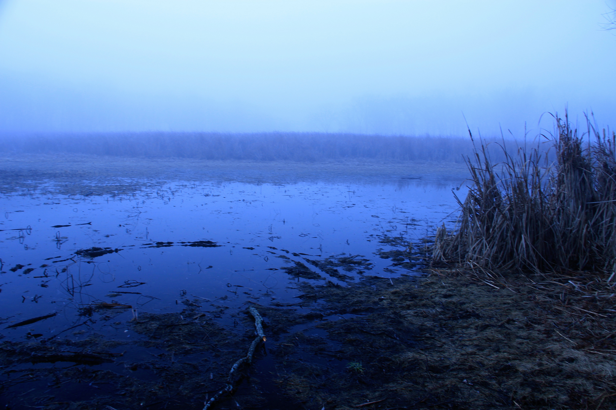 The swamp science that lured travelers to their doom—and inspired the ...
