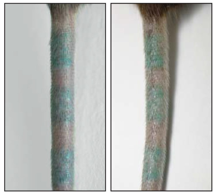 Tattoos are permanent, but the science behind them just shifted