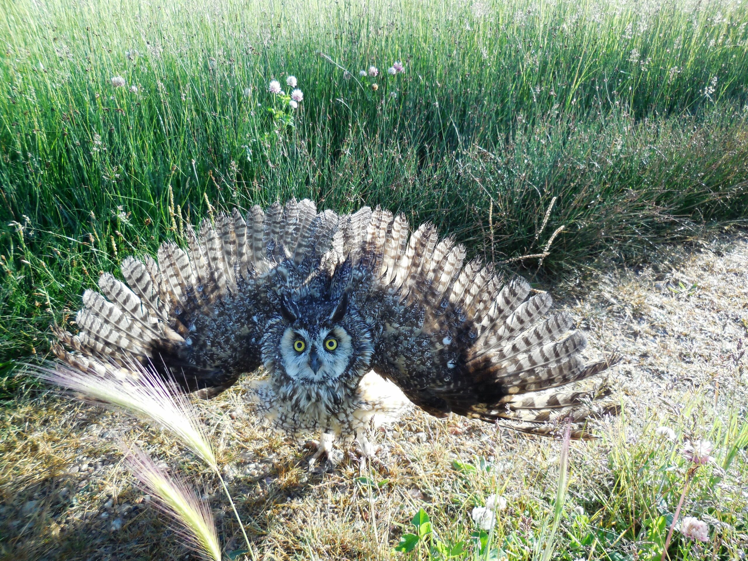 Just 63 amazing animal photos from the Department of the Interior's ...