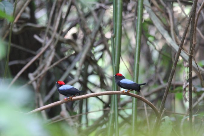 This giant bird stays healthy by munching on medicinal plants | Popular ...