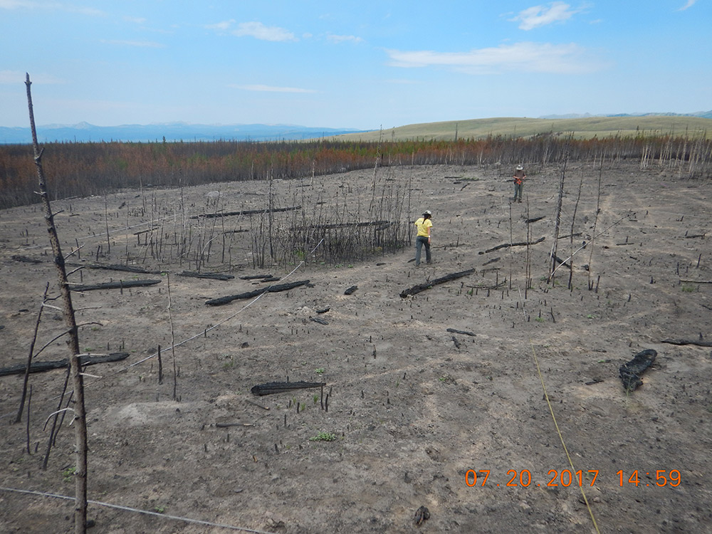 Yellowstone thrived after its 1988 fires, but dry summers threaten all ...