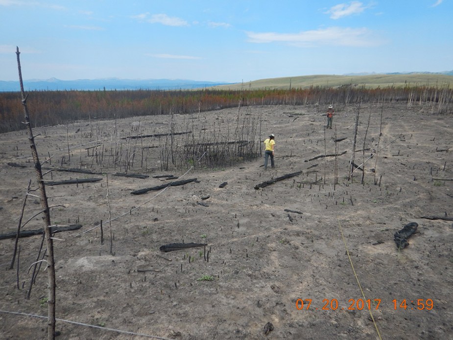 Yellowstone thrived after its 1988 fires, but dry summers threaten all ...