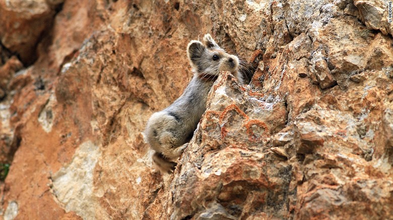 China's Endangered 'Magic Rabbit' Photographed For The First Time In 20 ...