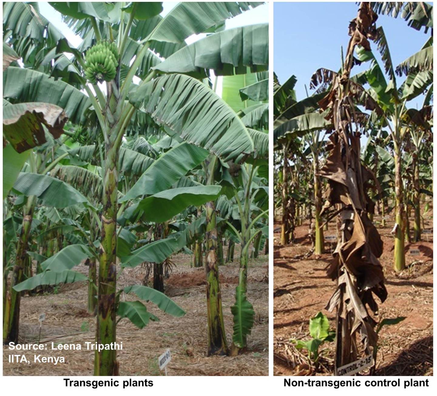 The world’s bananas are under attack