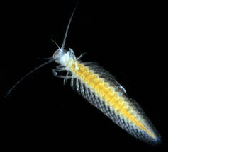 I’ve dived in hundreds of underwater caves hunting for new forms of life