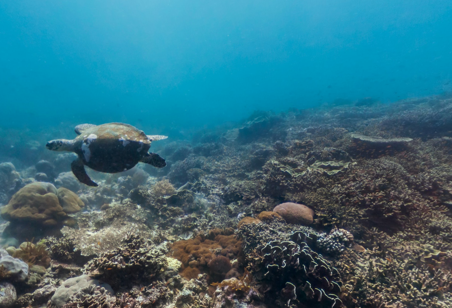 Swim Through The Seven Seas With Google Fish View