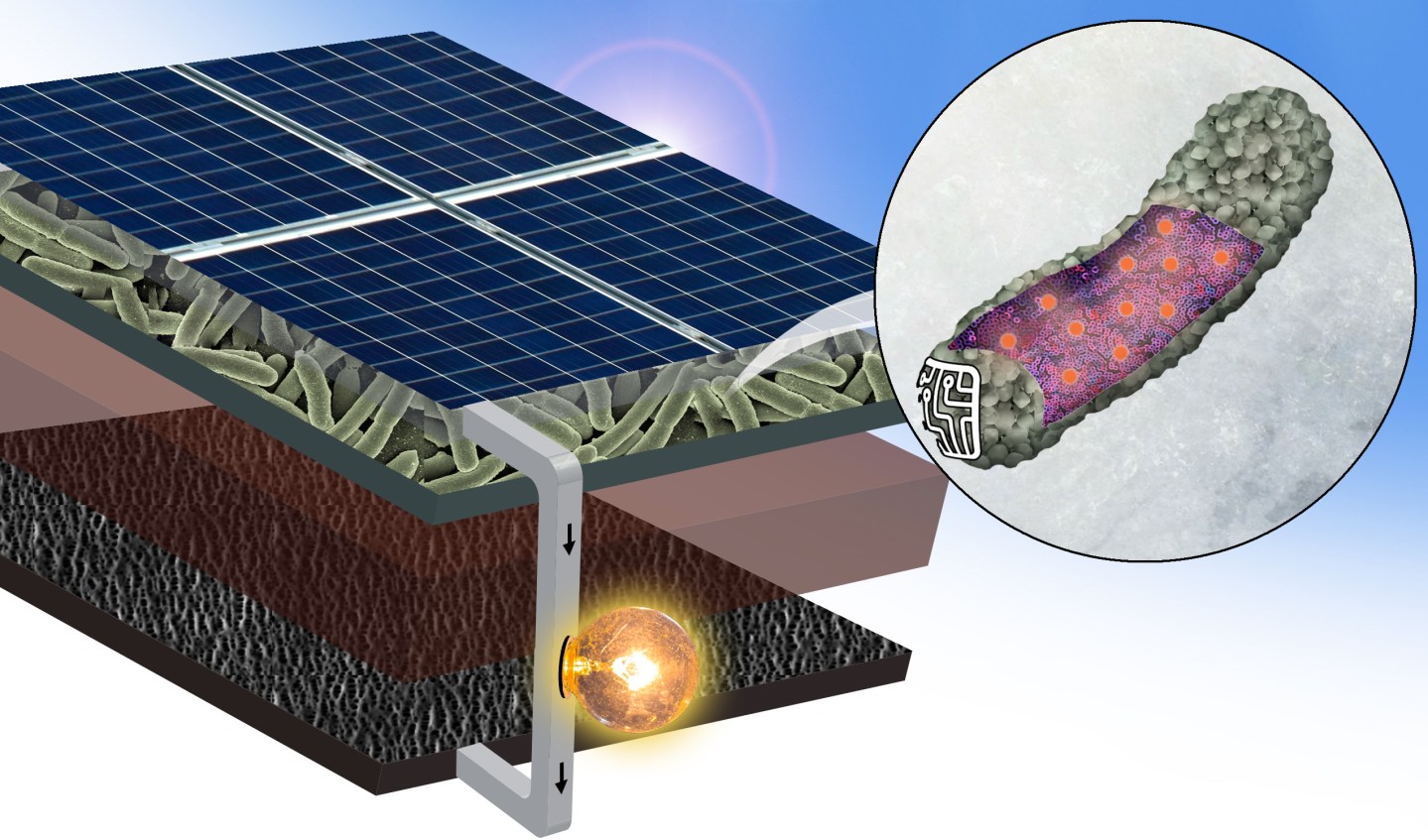 This bacteria could boost solar panels on cloudy days