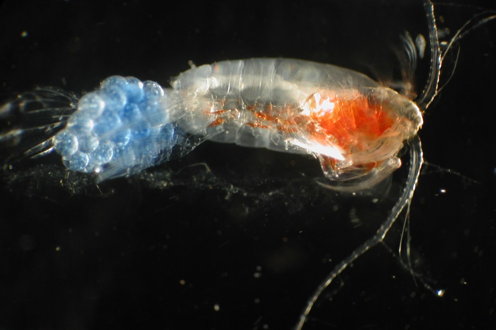 How Some Tiny Plankton Can Literally Jump Out Of Water