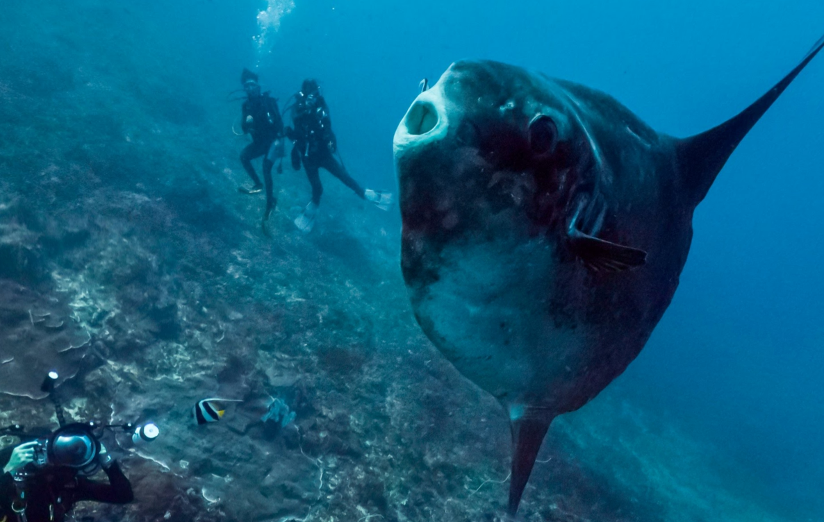 Swim Through The Seven Seas With Google Fish View