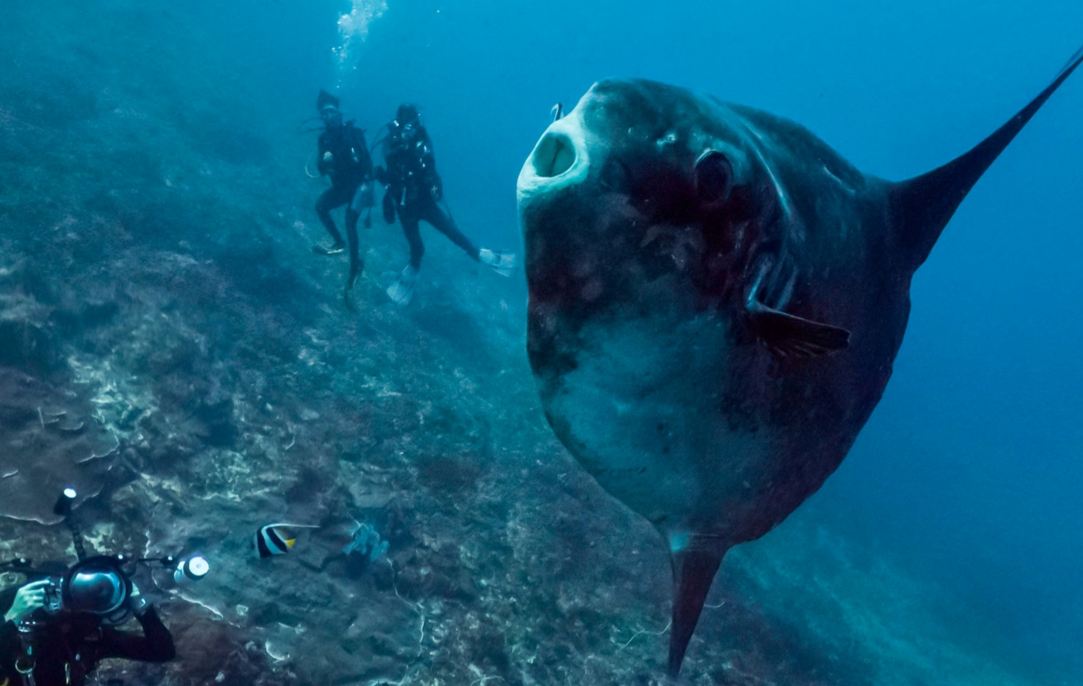 Swim Through The Seven Seas With Google Fish View