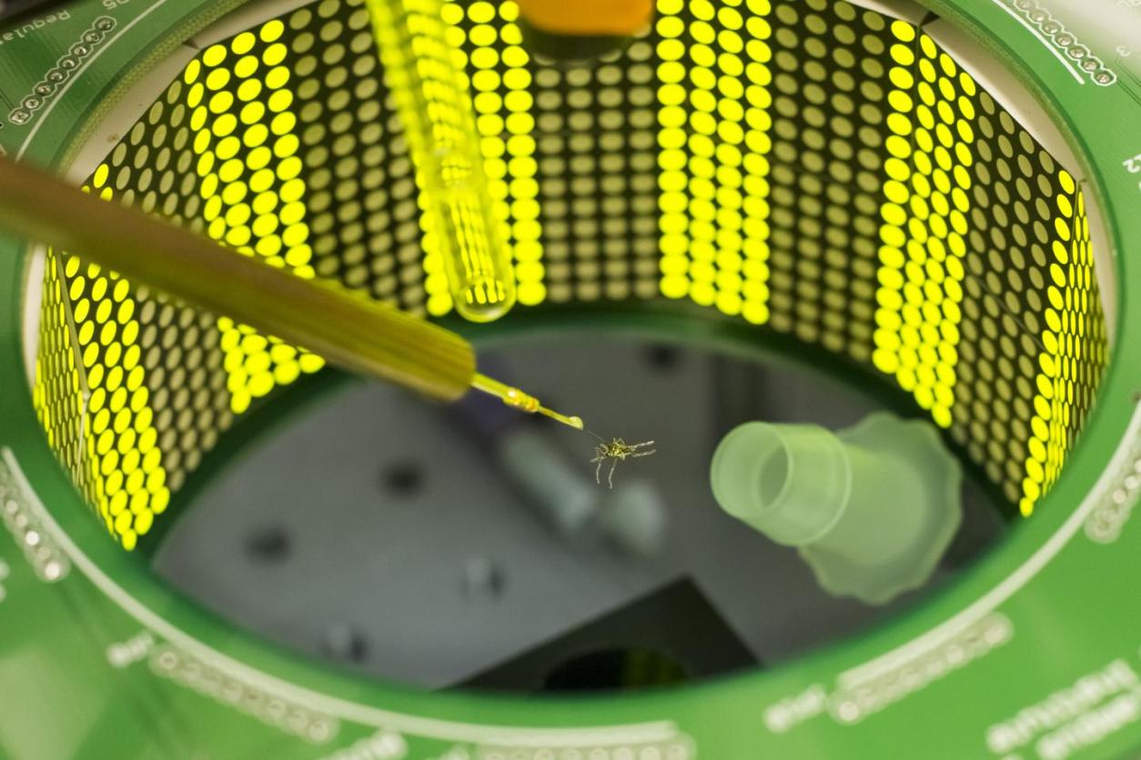 Mosquitoes learn not to mess with you when you swat them