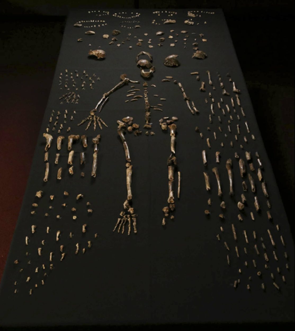 New Species On Human Family Tree Discovered In Ancient Mass Grave