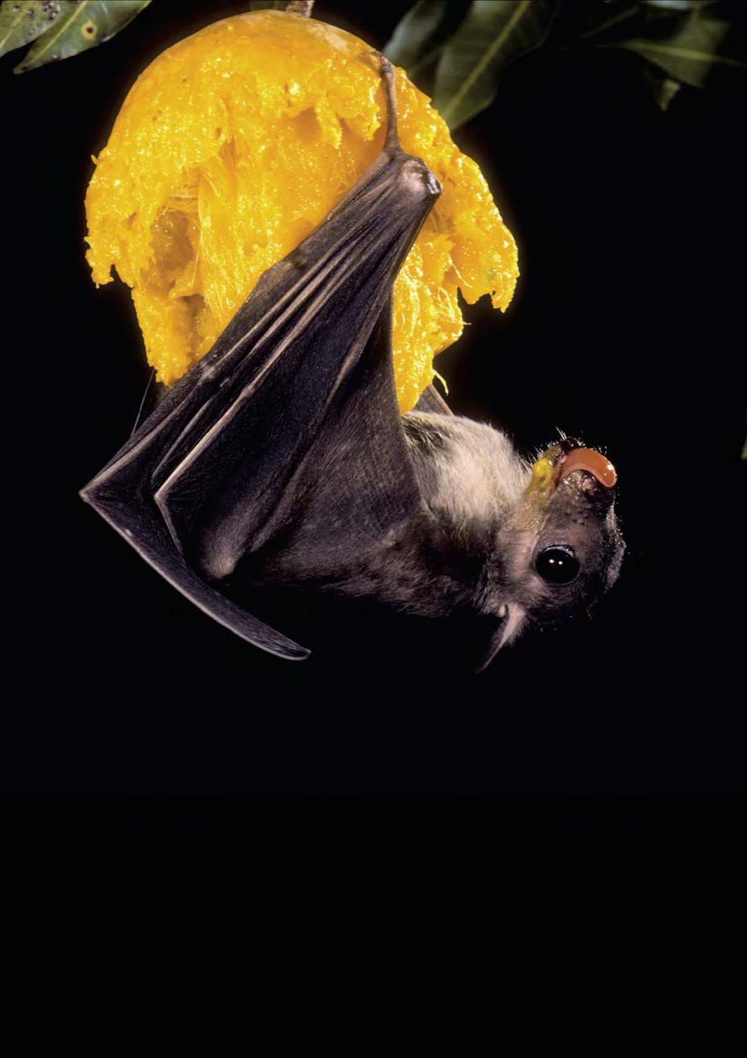 A Special Brain Compass Helps Bats, And Other Animals, Navigate Correctly