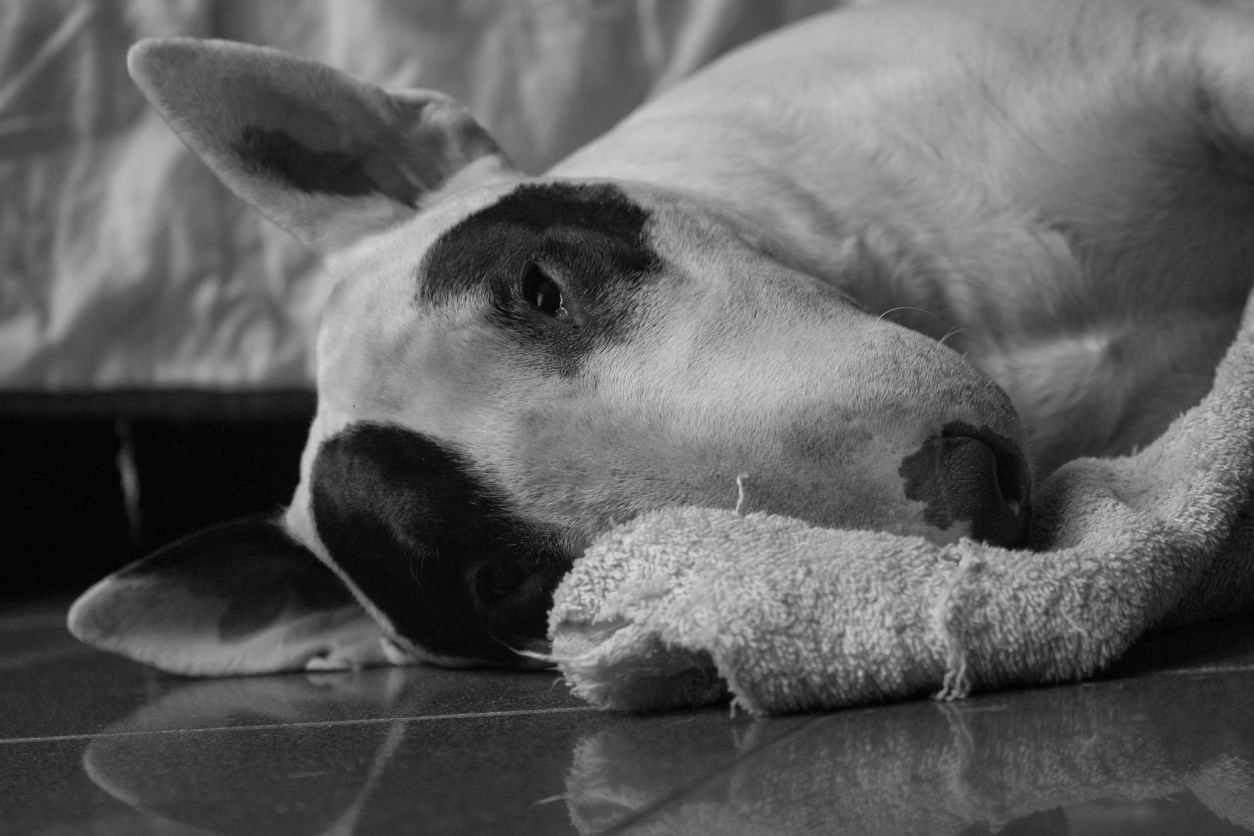 Scientists have identified a gene that's killing purebred dogs. Does ...