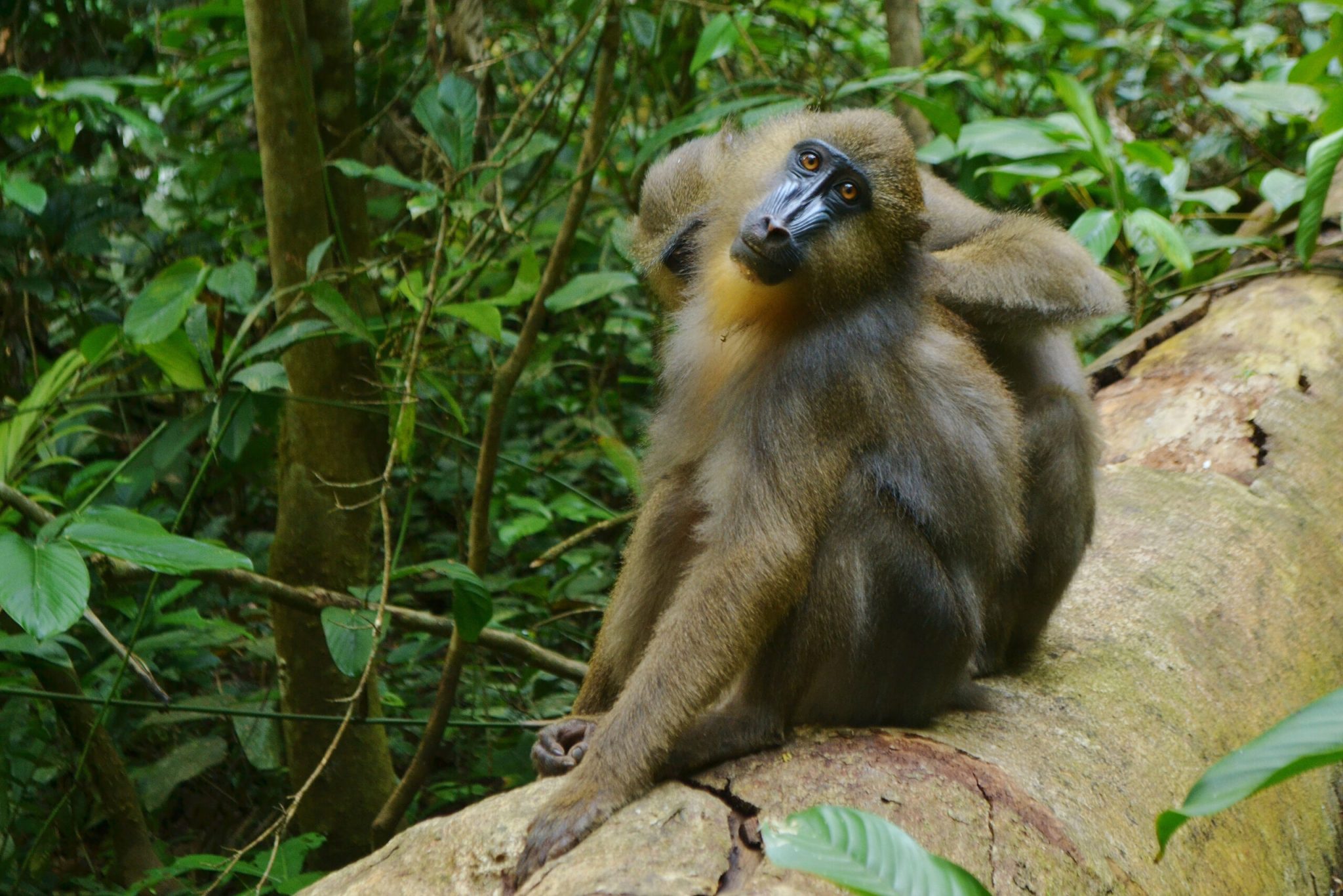 These monkeys avoid sick friends by sniffing their poo