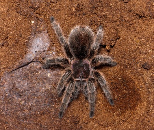 9 Things You Didn't Know About Poison