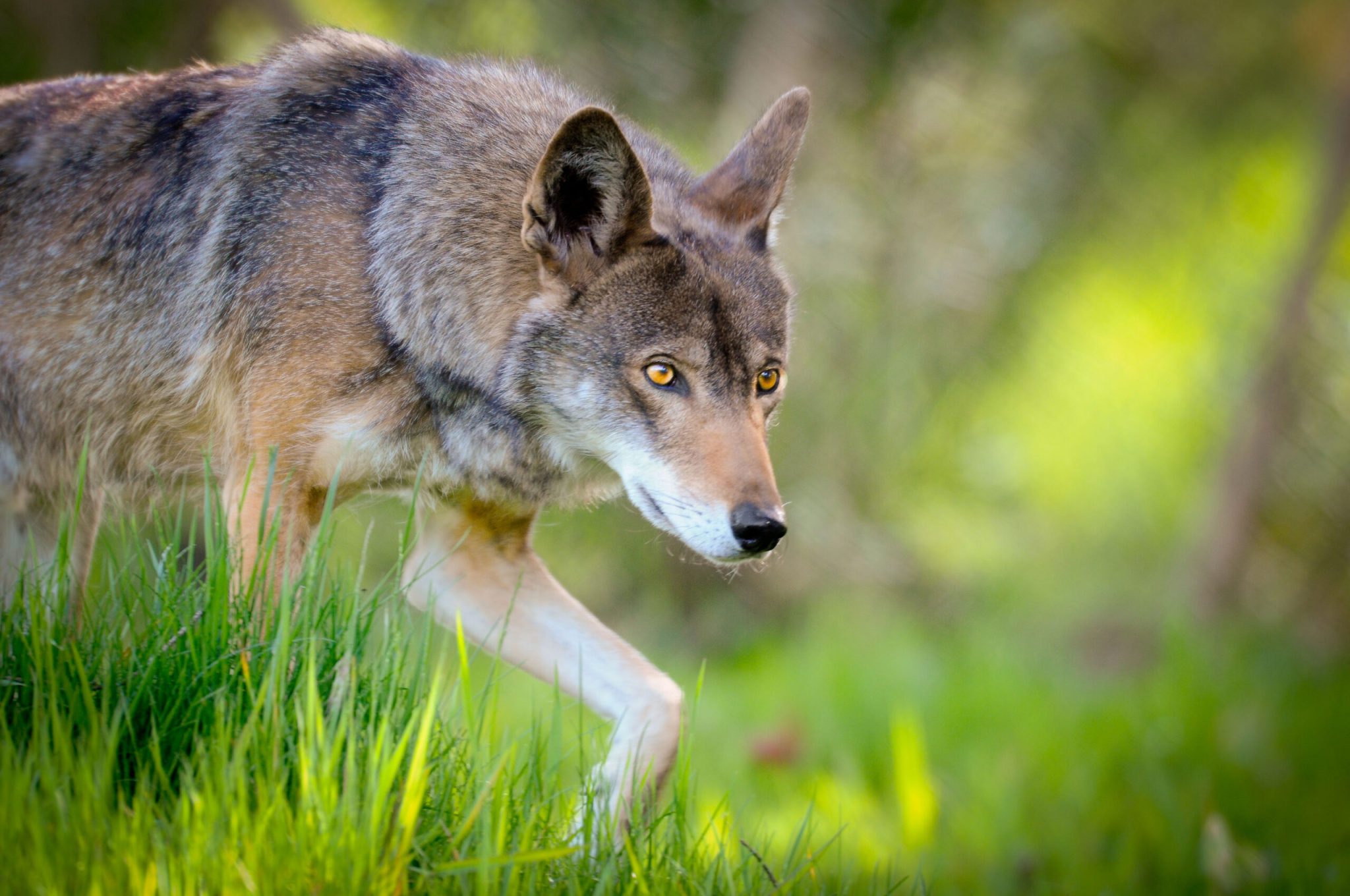 Research on Red, Eastern Wolves' Ancestry Questions Protected Status Of ...