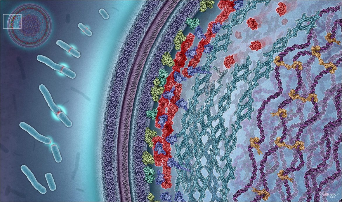 Is it possible to eat so much that your stomach explodes?