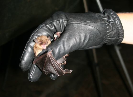 This Halloween, Celebrate The Beautiful Bat
