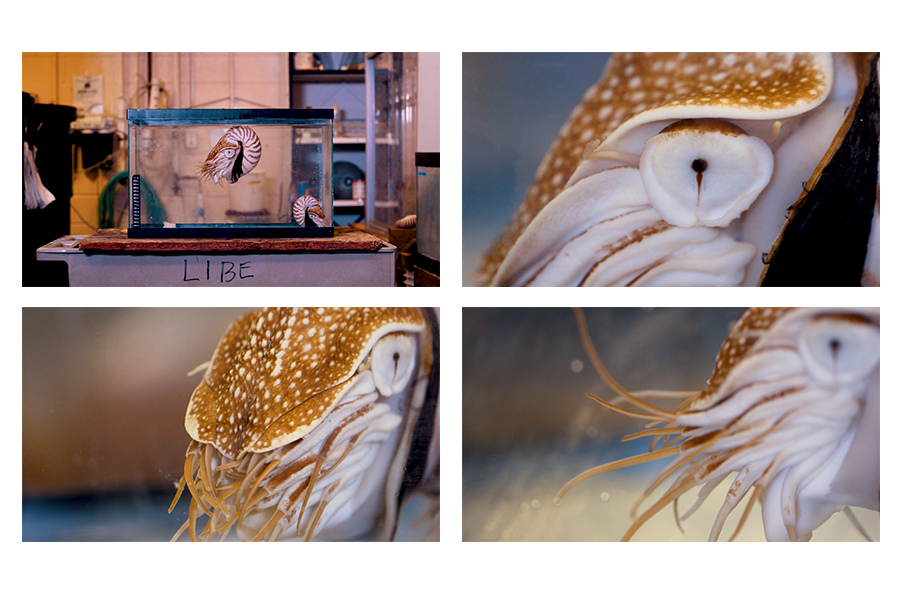 The nautilus’s impressive memory has survived five mass extinctions