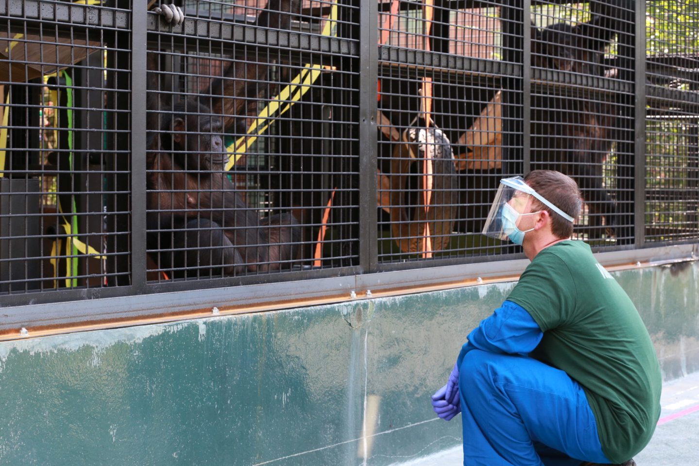 Captive Research Chimp Population Gets A New Home In Georgia
