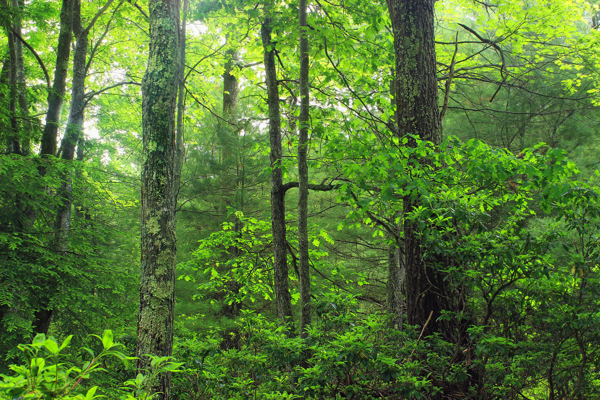 A beginner's guide to finding wild edible plants that won't kill you
