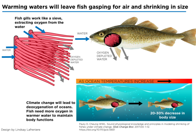 Fish might be shrinking