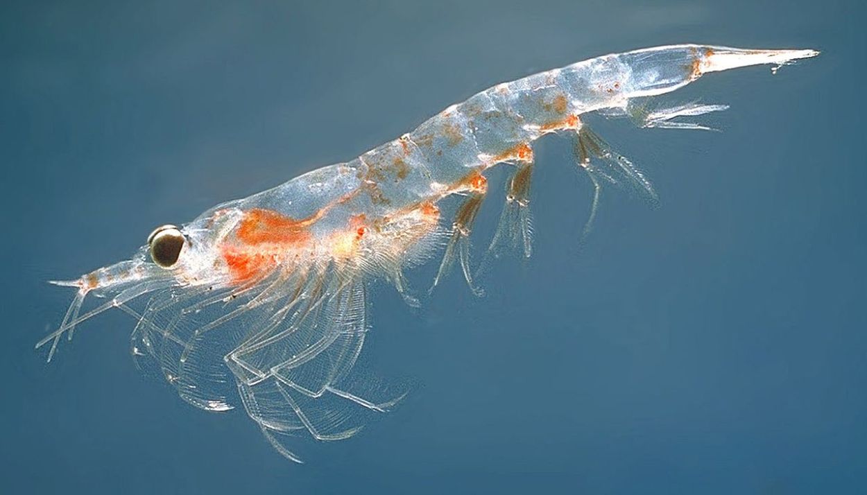 Why fish can't help but eat our plastic garbage