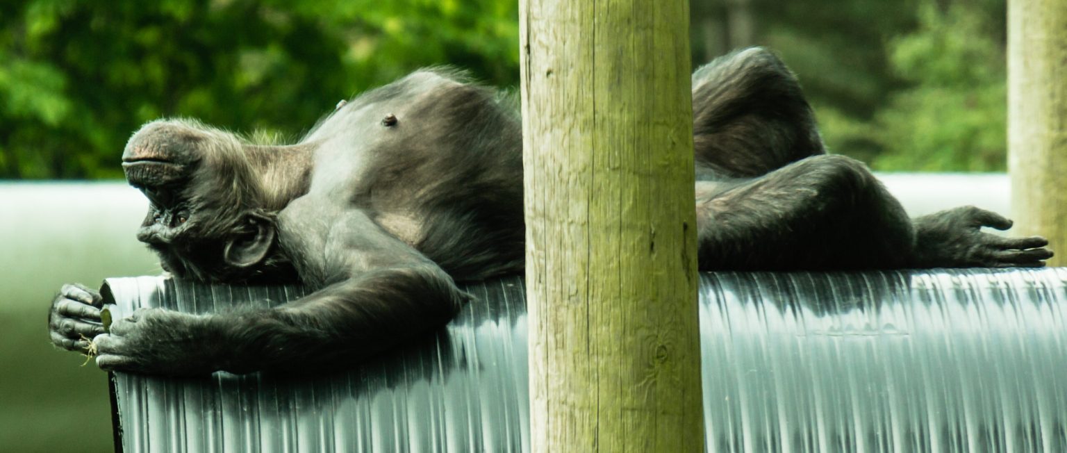 Captive Research Chimp Population Gets A New Home In Georgia
