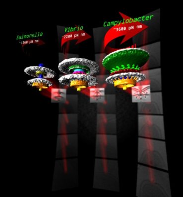 Bacteria Have ‘Biological Wheels’ That We Can Finally See In 3D